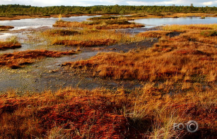 fotOblog.ninja - Sfagni - raksturīgākie purva augi / pucite ...