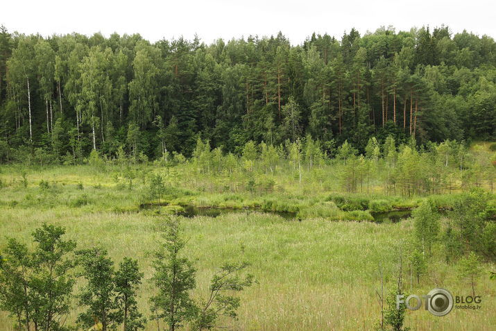 fotOblog.ninja - Sfagni - raksturīgākie purva augi / pucite ...