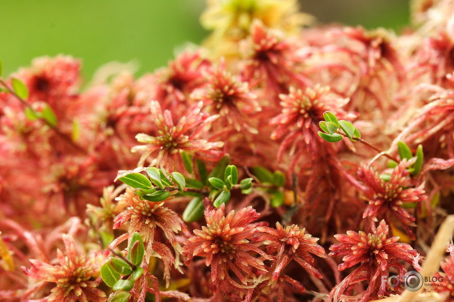 fotOblog.ninja - Sfagni - raksturīgākie purva augi / pucite ...