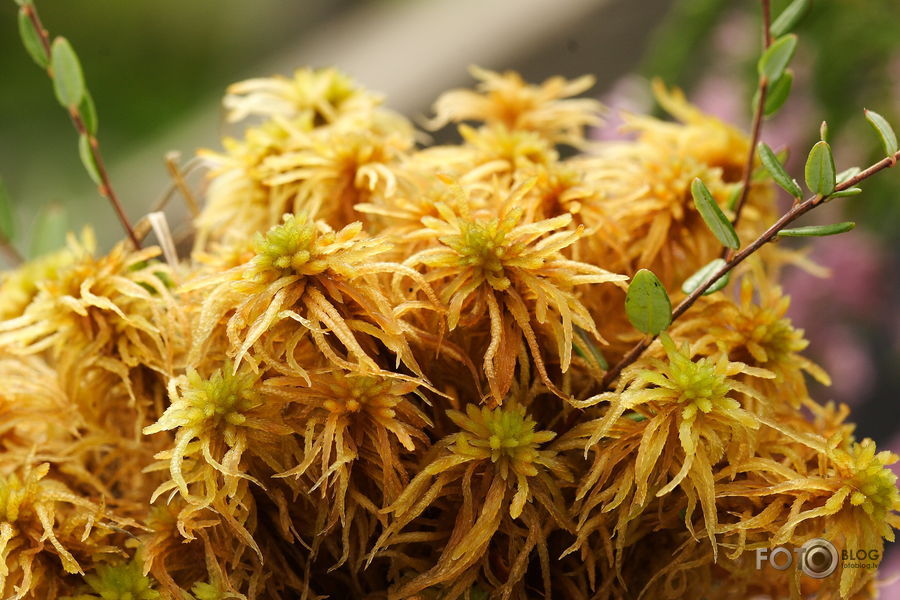 fotOblog.ninja - Sfagni - raksturīgākie purva augi / pucite ...