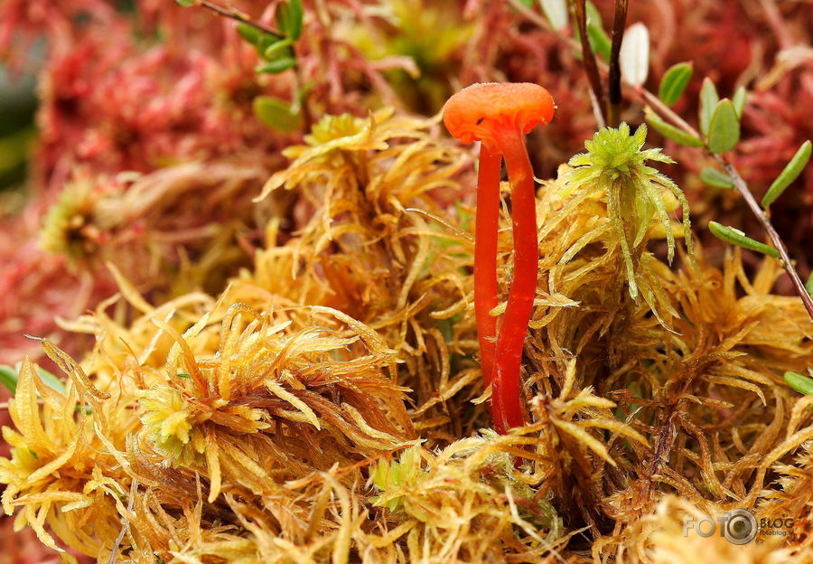 fotOblog.ninja - Sfagni - raksturīgākie purva augi / pucite ...