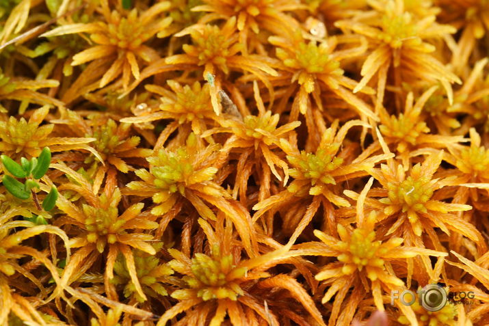 fotOblog.ninja - Sfagni - raksturīgākie purva augi / pucite ...