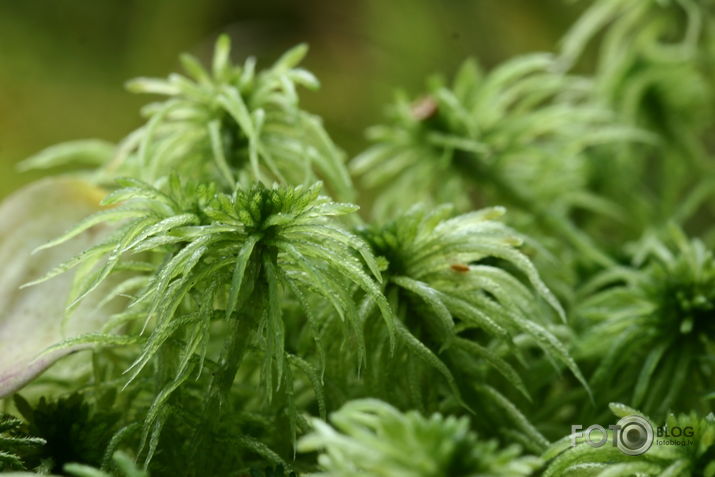 fotOblog.ninja - Sfagni - raksturīgākie purva augi / pucite ...