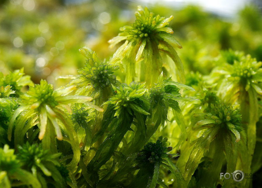 fotOblog.ninja - Sfagni - raksturīgākie purva augi / pucite ...